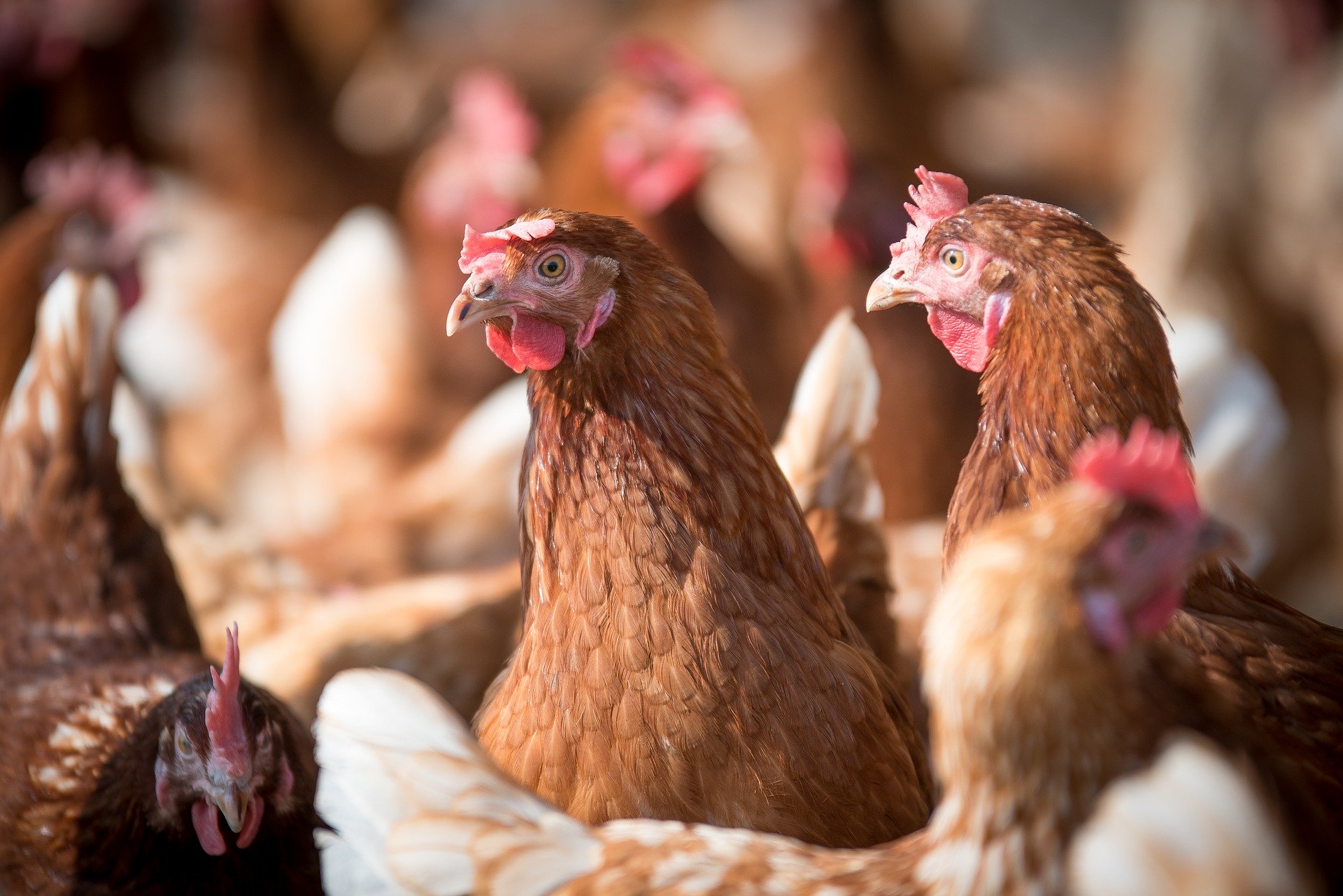Laying Hens